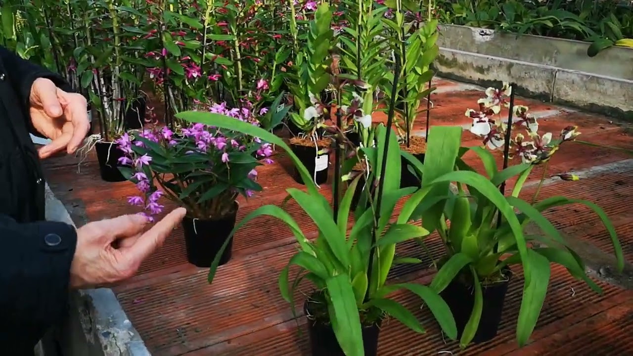 Acquista i Bulbi di Orchidea più Belli e Rigogliosi: Scopri la Vendita ...