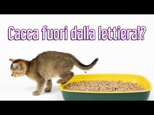Risolvere il problema del gatto che fa cacca fuori dalla lettiera ...